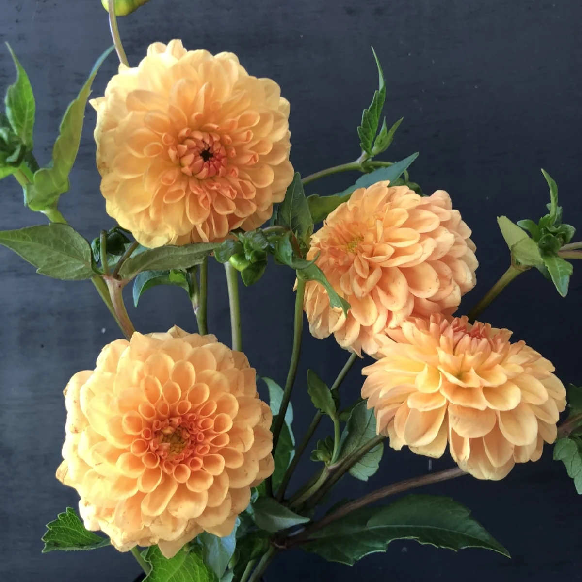 TUBER SHOP — GOLDENROD GARDENS