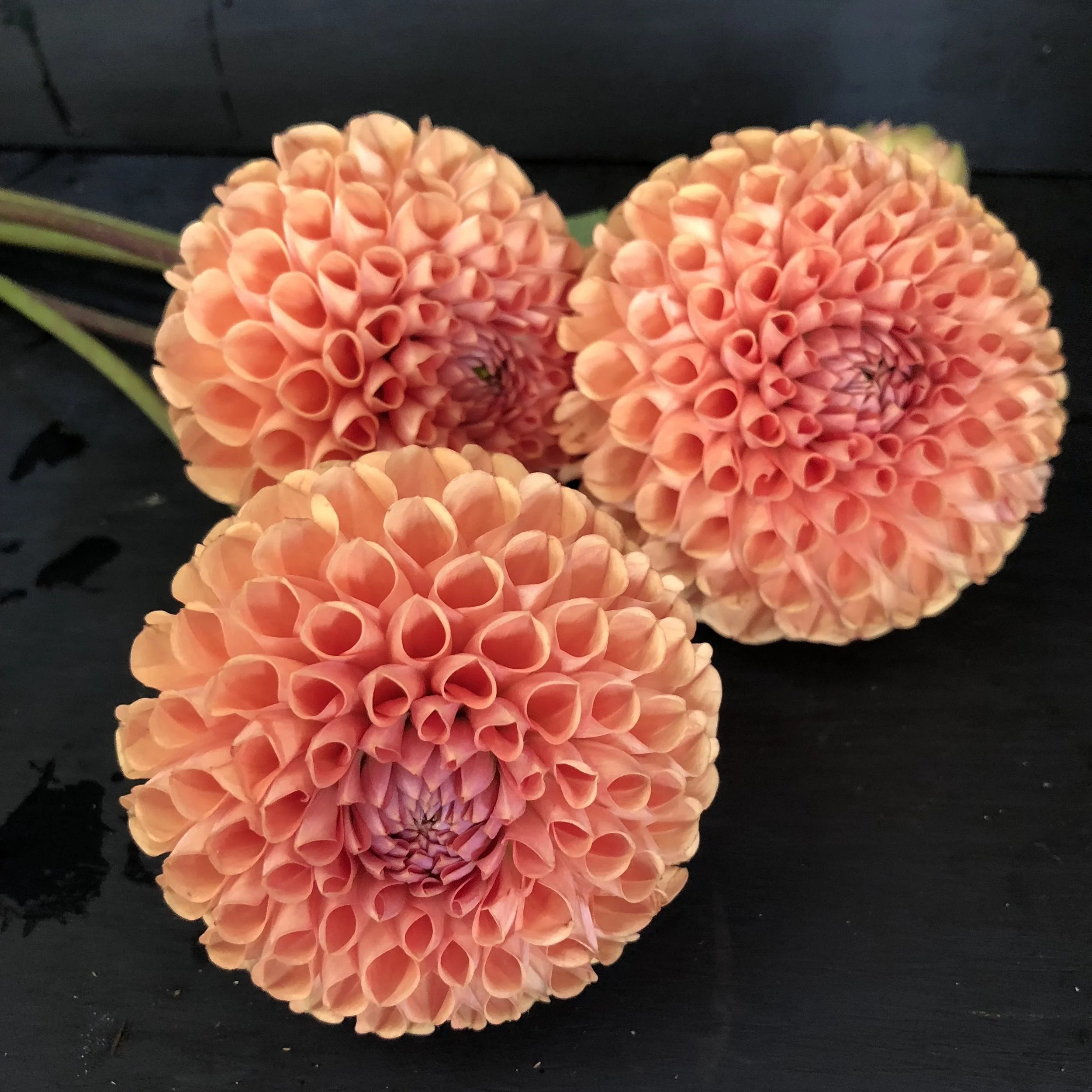 TUBER SHOP — GOLDENROD GARDENS