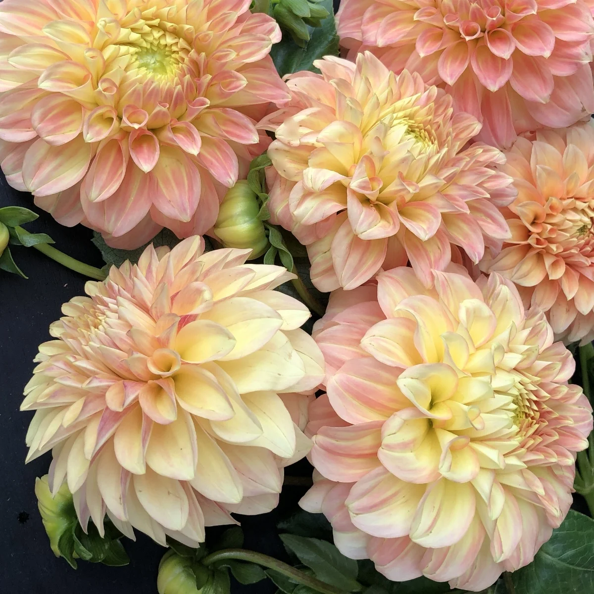 DAHLIA TUBERS — GOLDENROD GARDENS