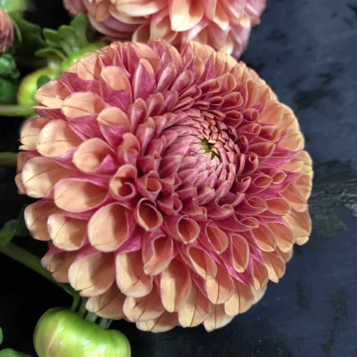 TUBER SHOP — GOLDENROD GARDENS