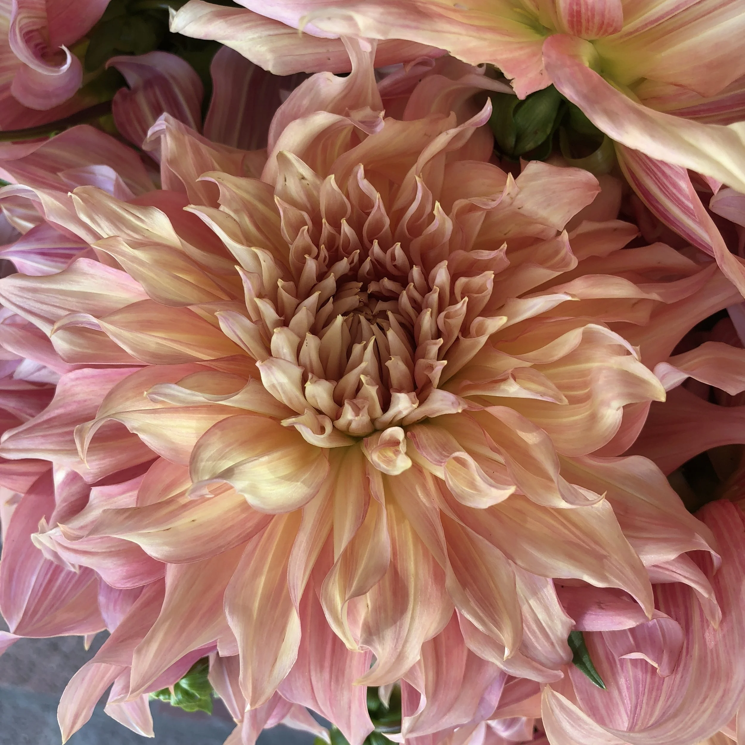 TUBER SHOP — GOLDENROD GARDENS