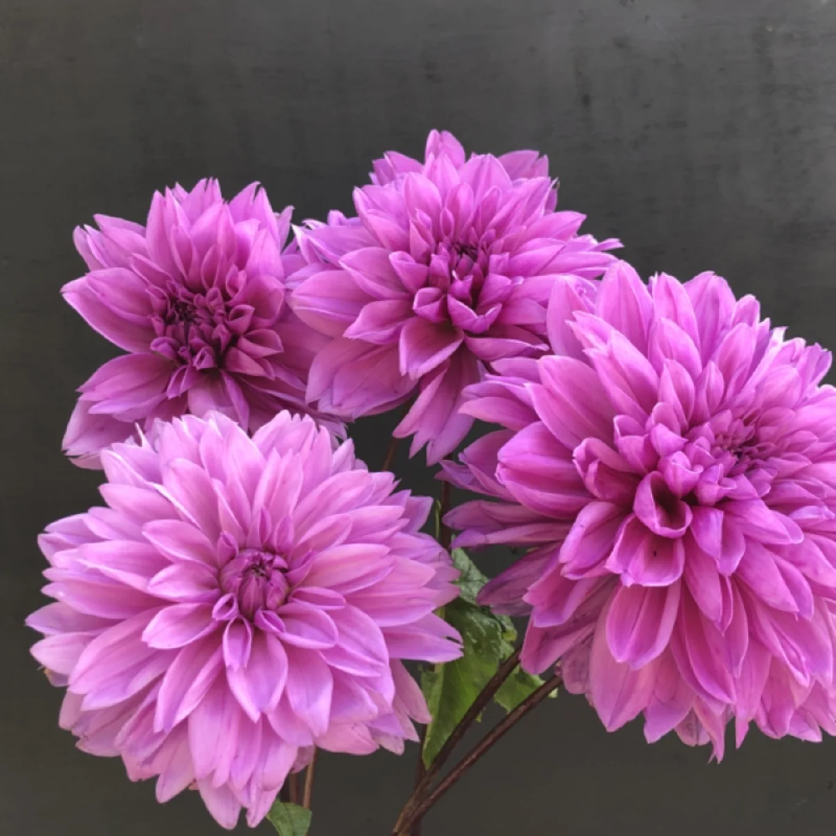 TUBER SHOP — GOLDENROD GARDENS