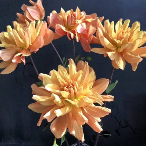 TUBER SHOP — GOLDENROD GARDENS