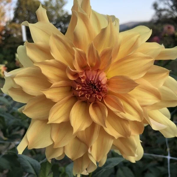 TUBER SHOP — GOLDENROD GARDENS