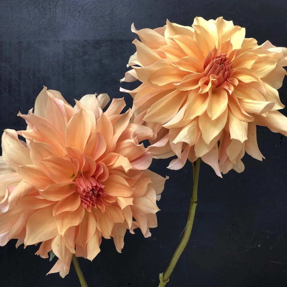 TUBER SHOP — GOLDENROD GARDENS