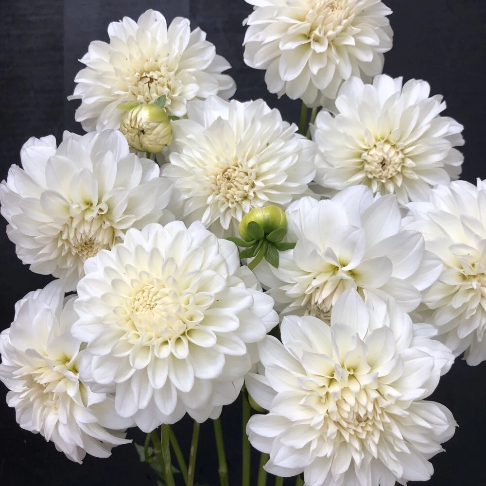 TUBER SHOP — GOLDENROD GARDENS