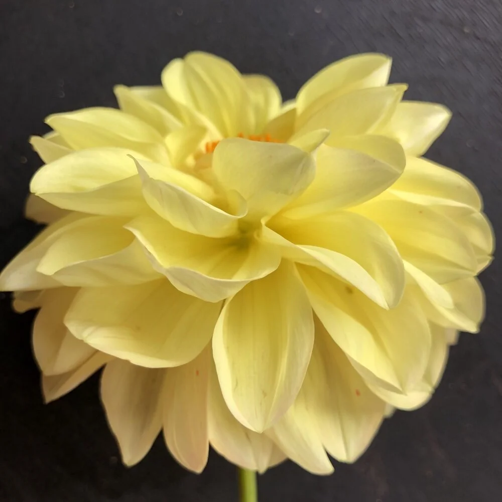 TUBER SHOP — GOLDENROD GARDENS