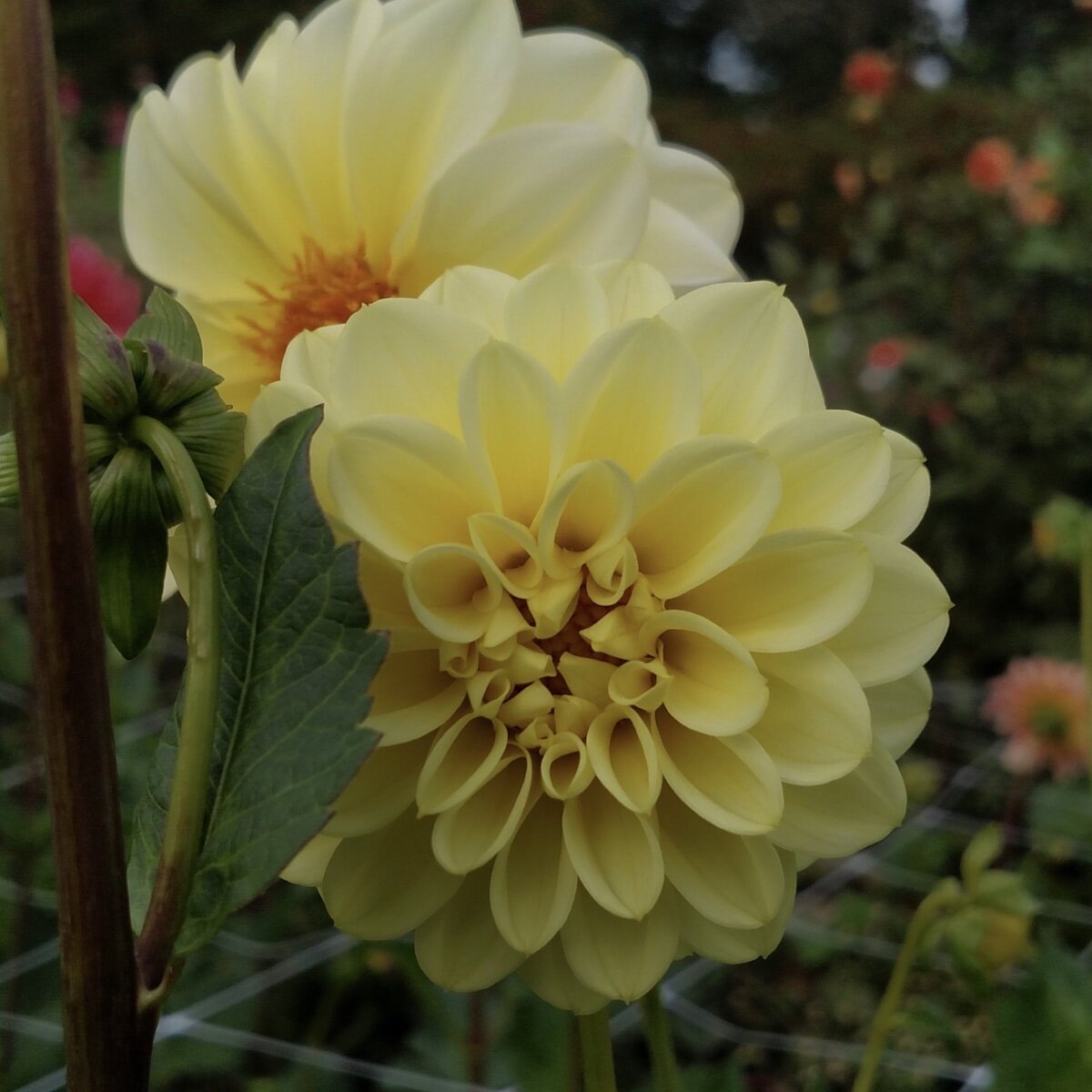 TUBER SHOP — GOLDENROD GARDENS