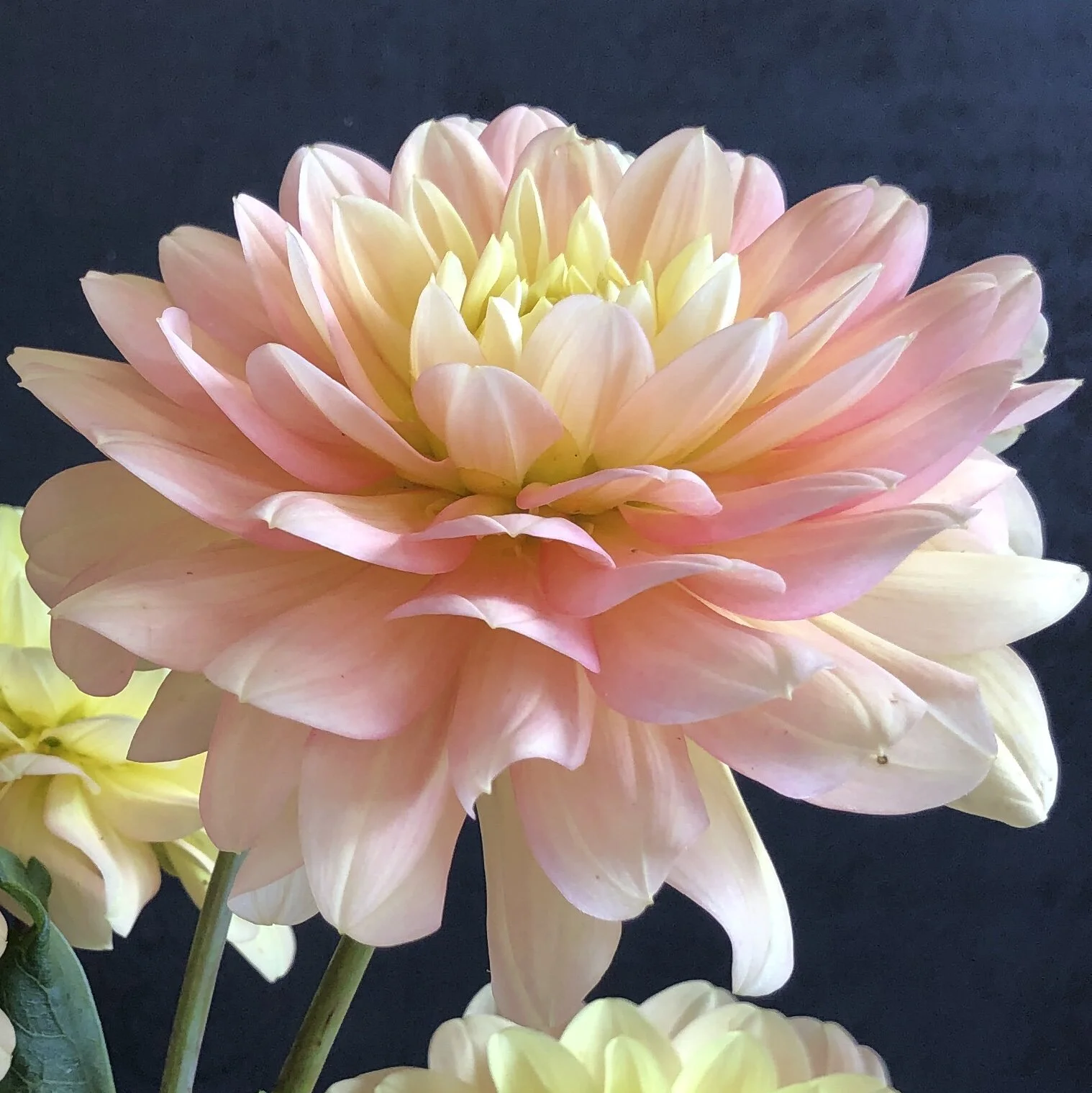 TUBER SHOP — GOLDENROD GARDENS