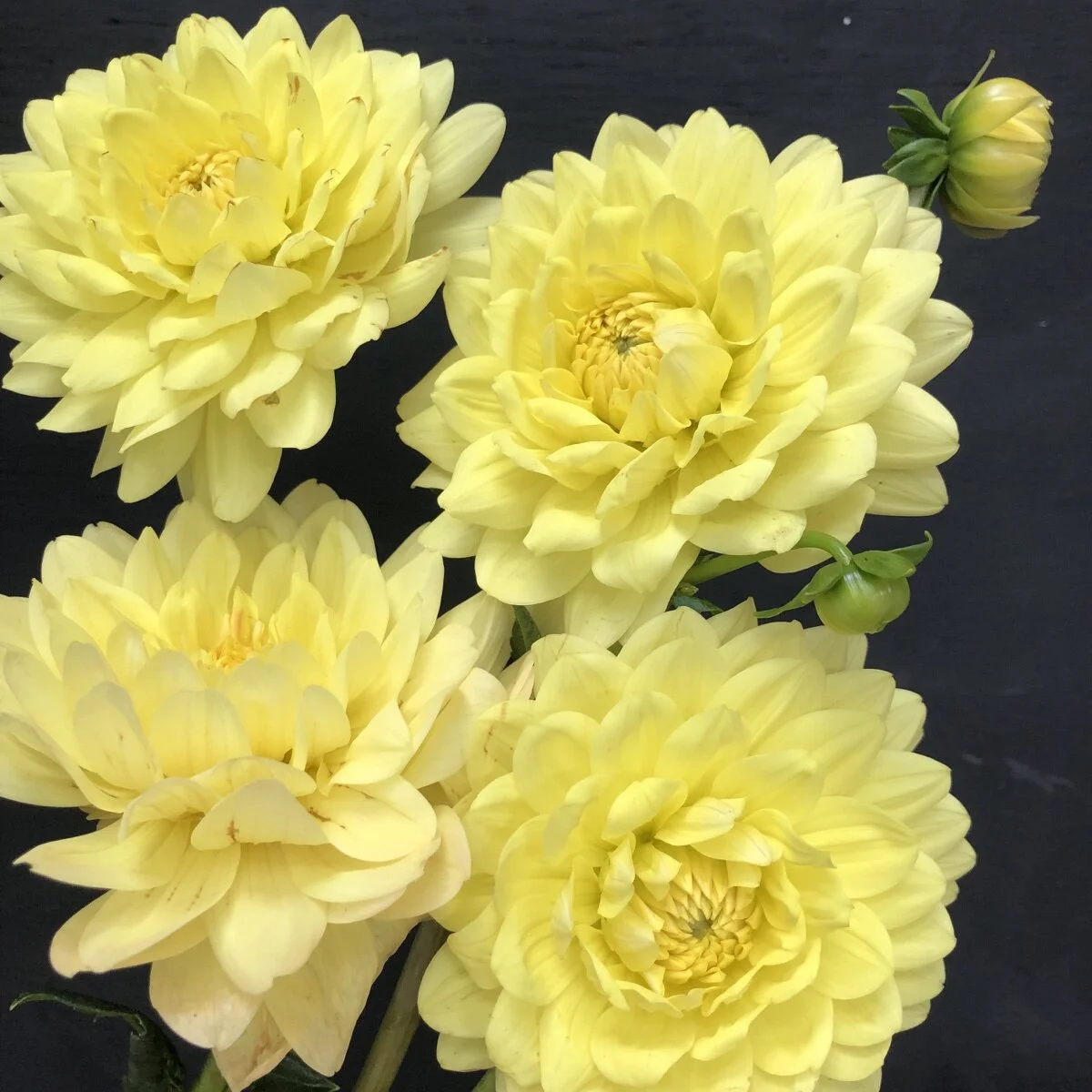 TUBER SHOP — GOLDENROD GARDENS