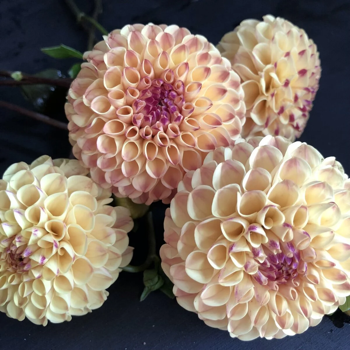 TUBER SHOP — GOLDENROD GARDENS