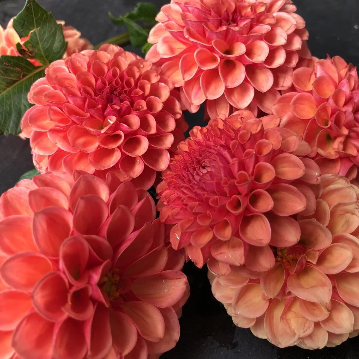 TUBER SHOP — GOLDENROD GARDENS