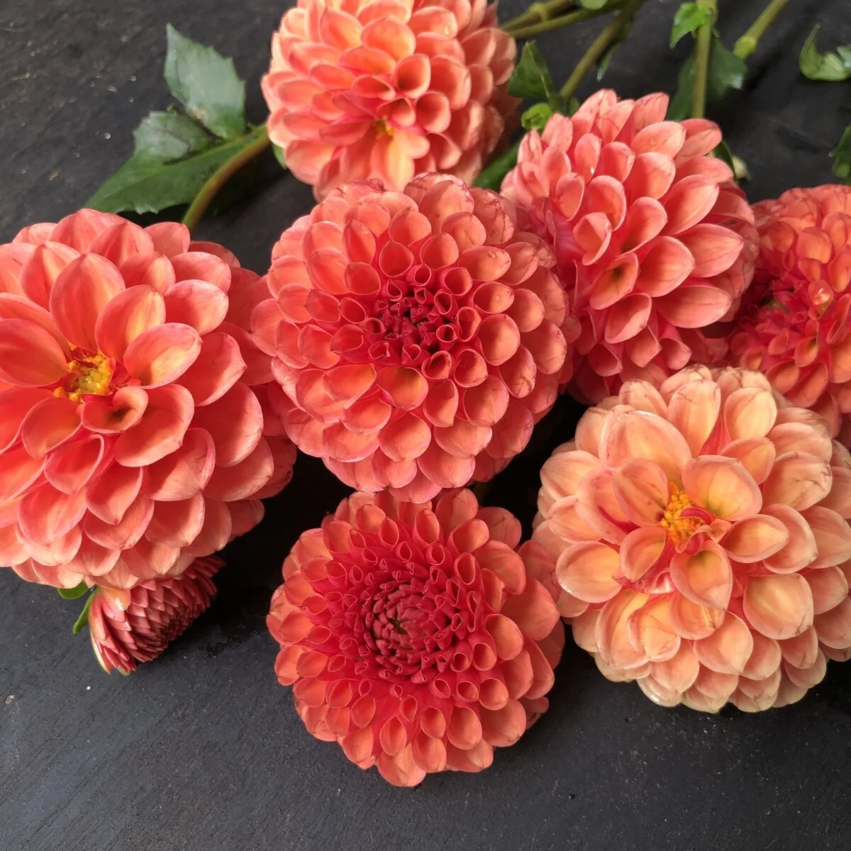 TUBER SHOP — GOLDENROD GARDENS