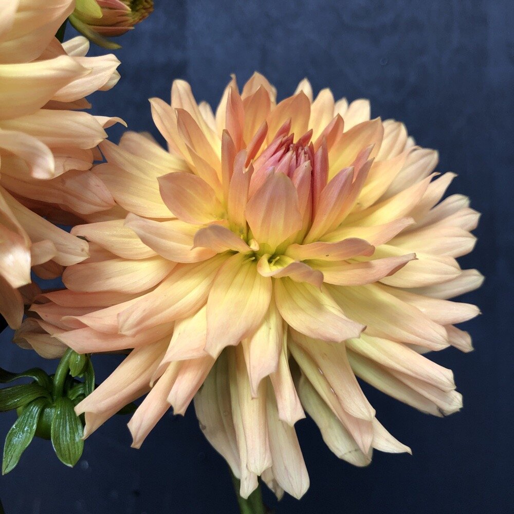 TUBER SHOP — GOLDENROD GARDENS