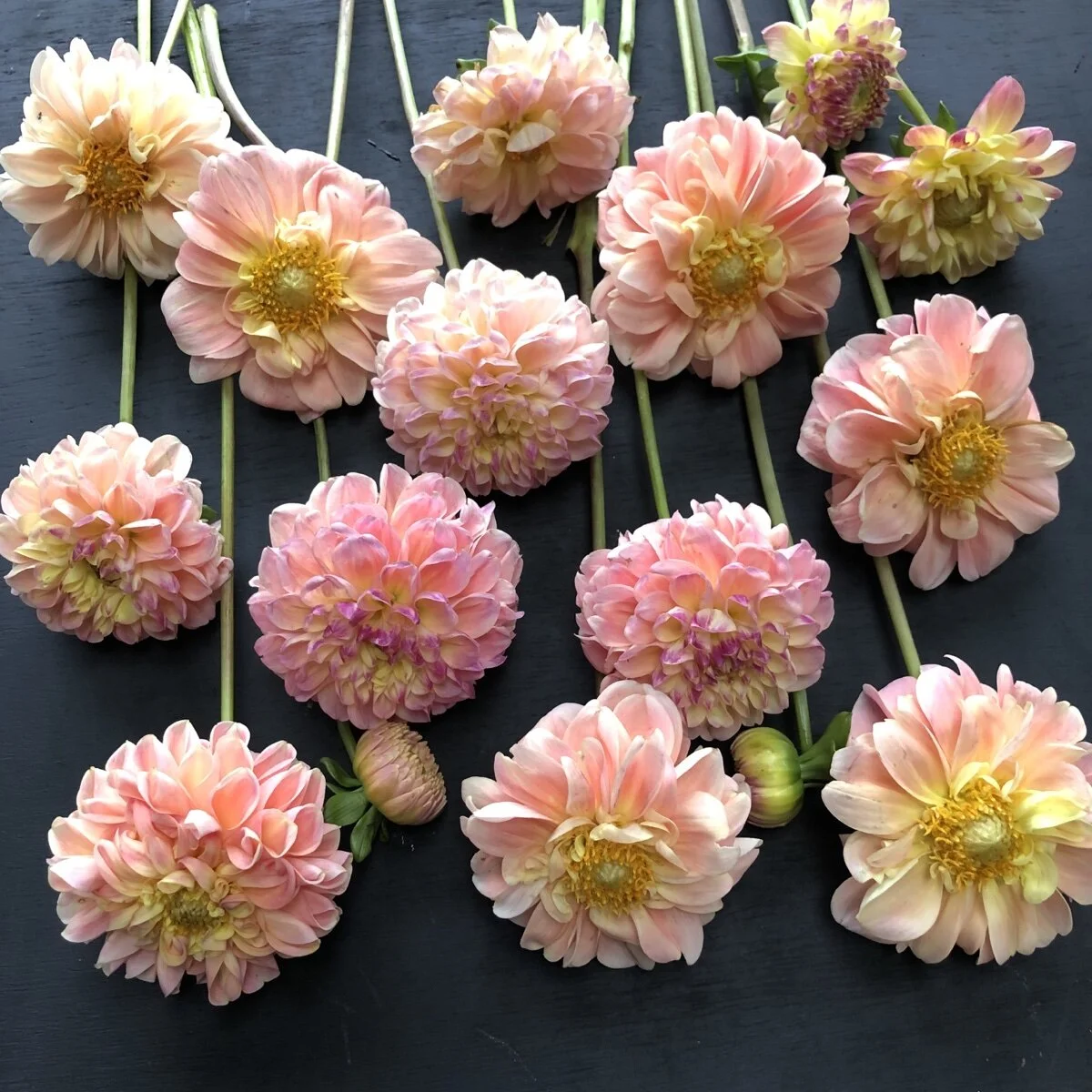 TUBER SHOP — GOLDENROD GARDENS