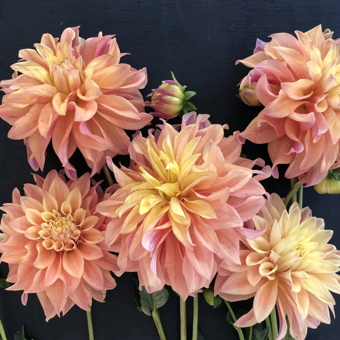 TUBER SHOP — GOLDENROD GARDENS