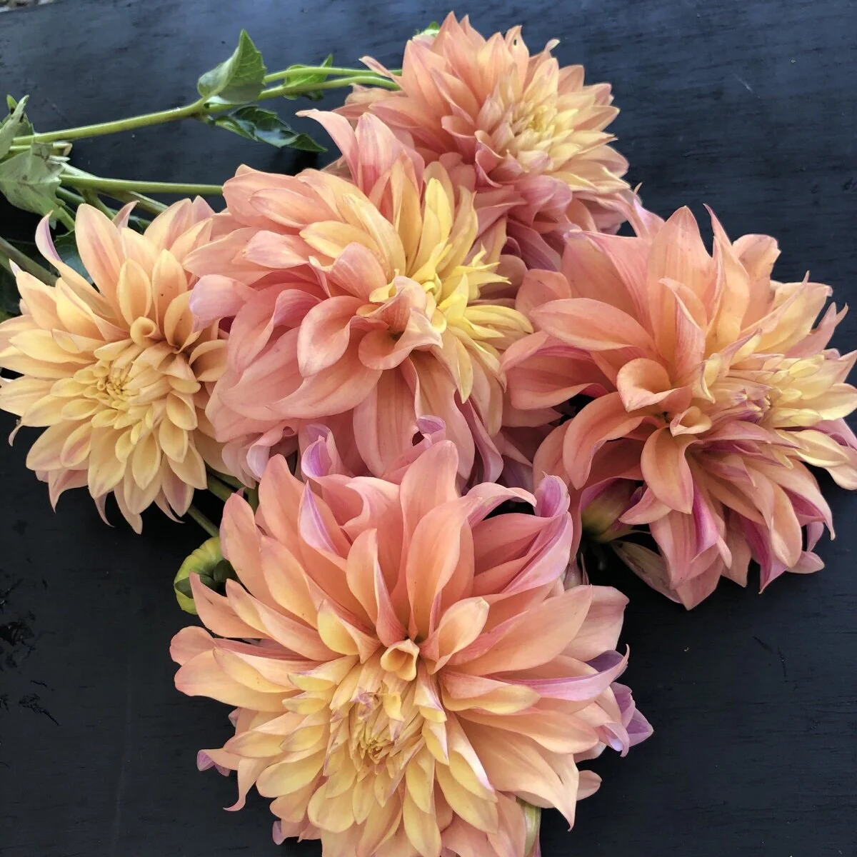 TUBER SHOP — GOLDENROD GARDENS