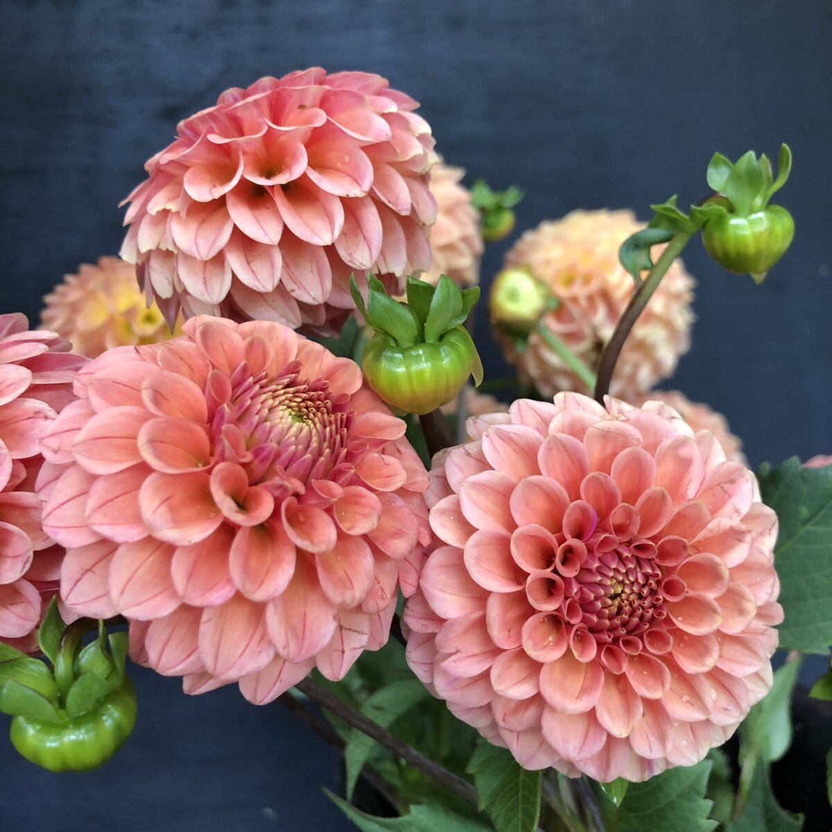 TUBER SHOP — GOLDENROD GARDENS