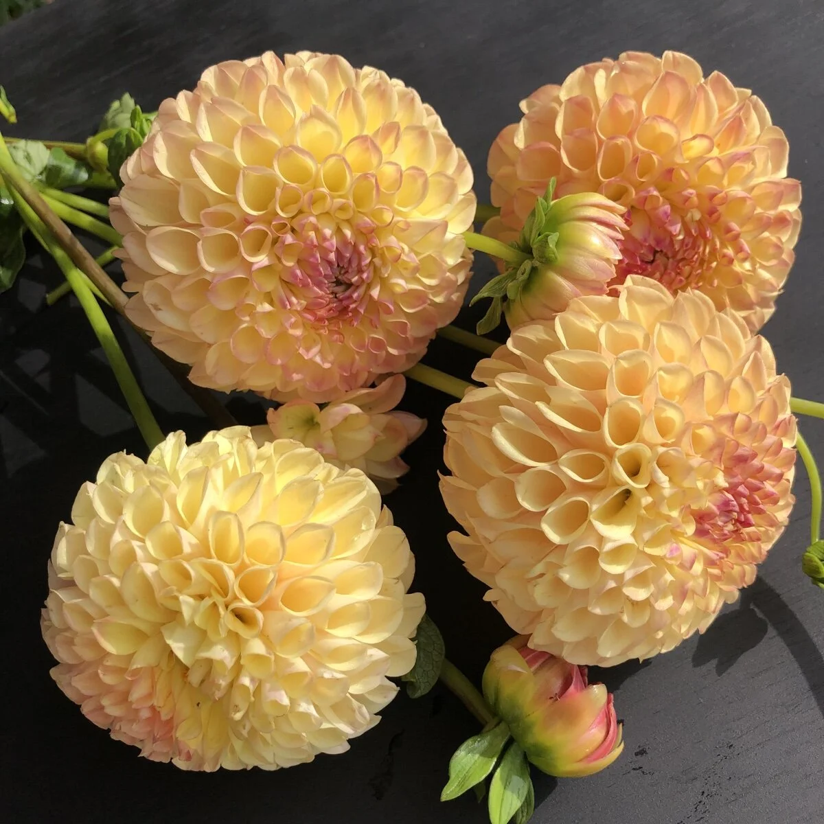 TUBER SHOP — GOLDENROD GARDENS