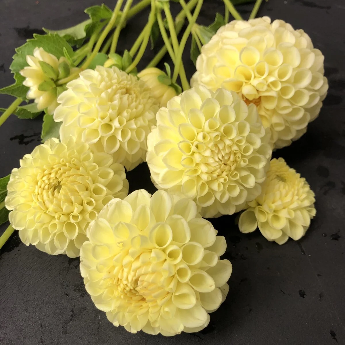 TUBER SHOP — GOLDENROD GARDENS