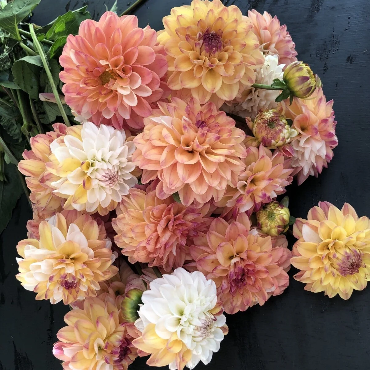 TUBER SHOP — GOLDENROD GARDENS