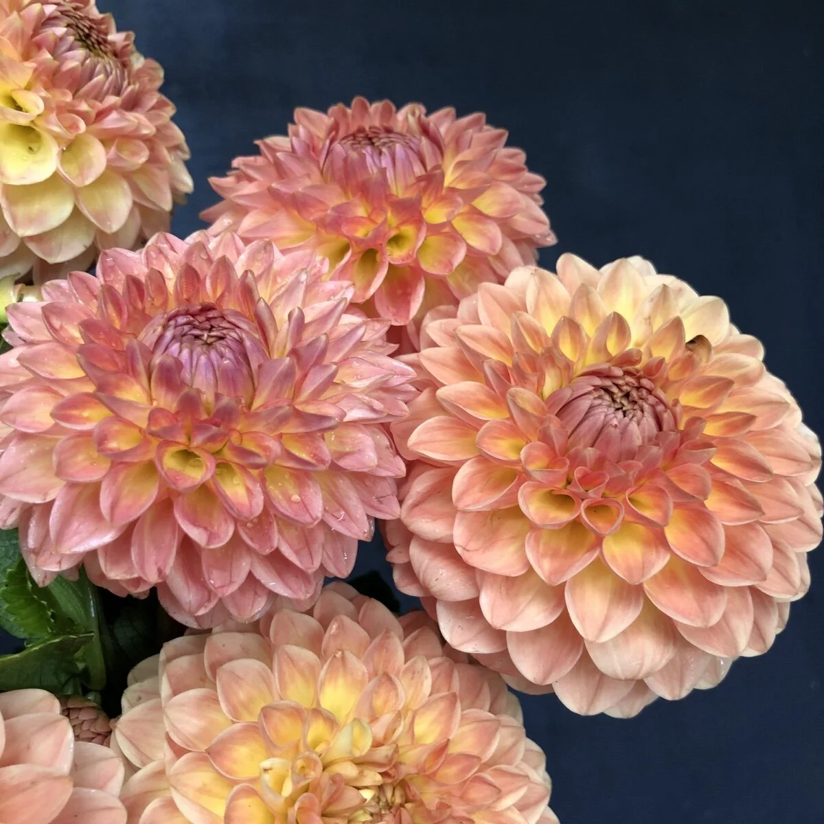 TUBER SHOP — GOLDENROD GARDENS