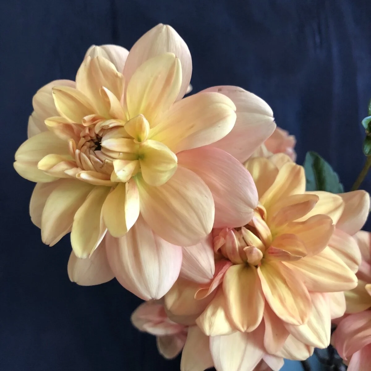 TUBER SHOP — GOLDENROD GARDENS