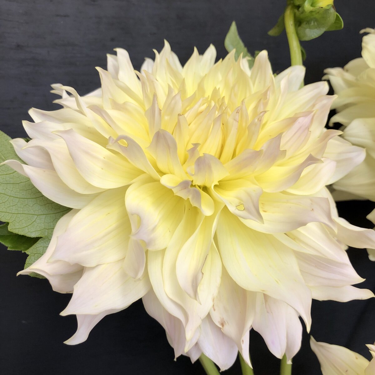 TUBER SHOP — GOLDENROD GARDENS