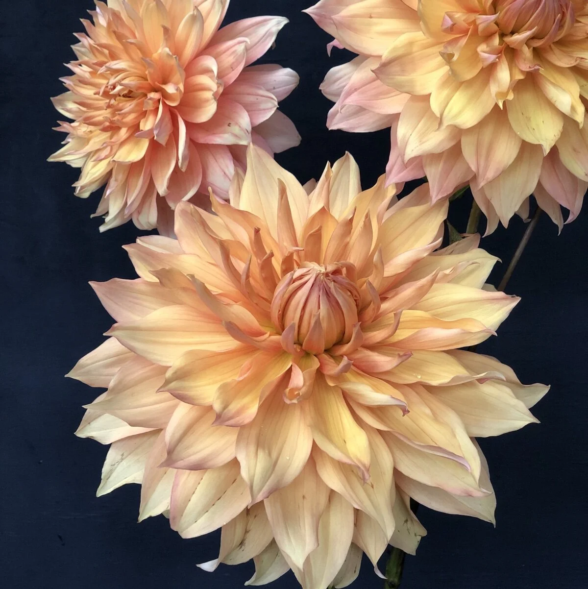 TUBER SHOP — GOLDENROD GARDENS