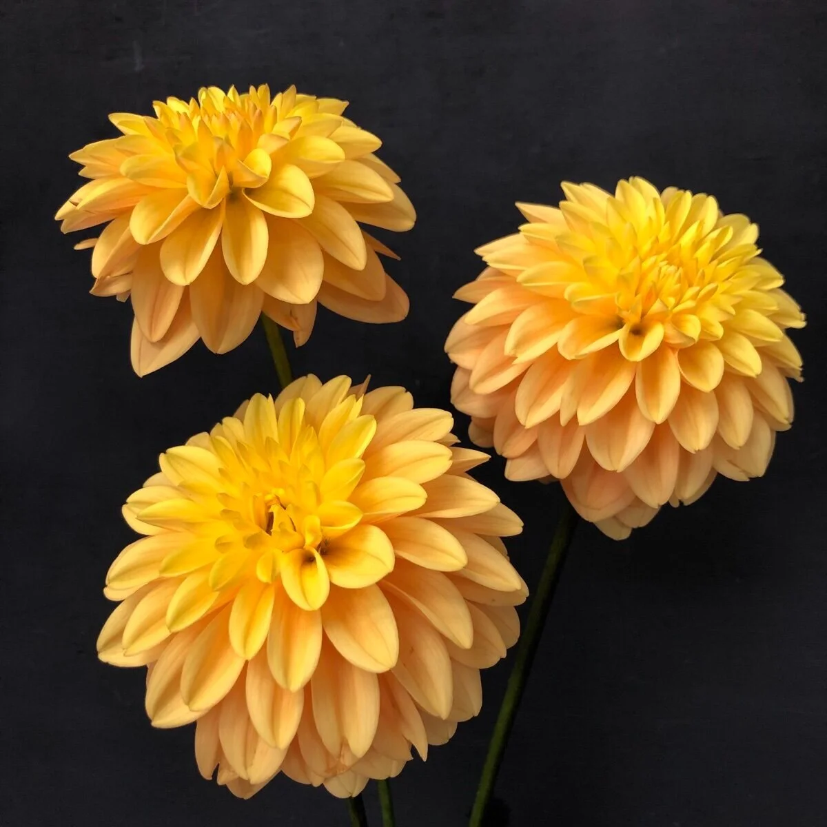 TUBER SHOP — GOLDENROD GARDENS