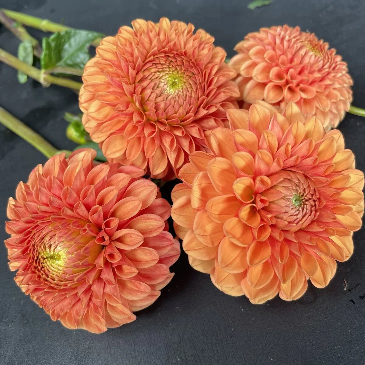 TUBER SHOP — GOLDENROD GARDENS
