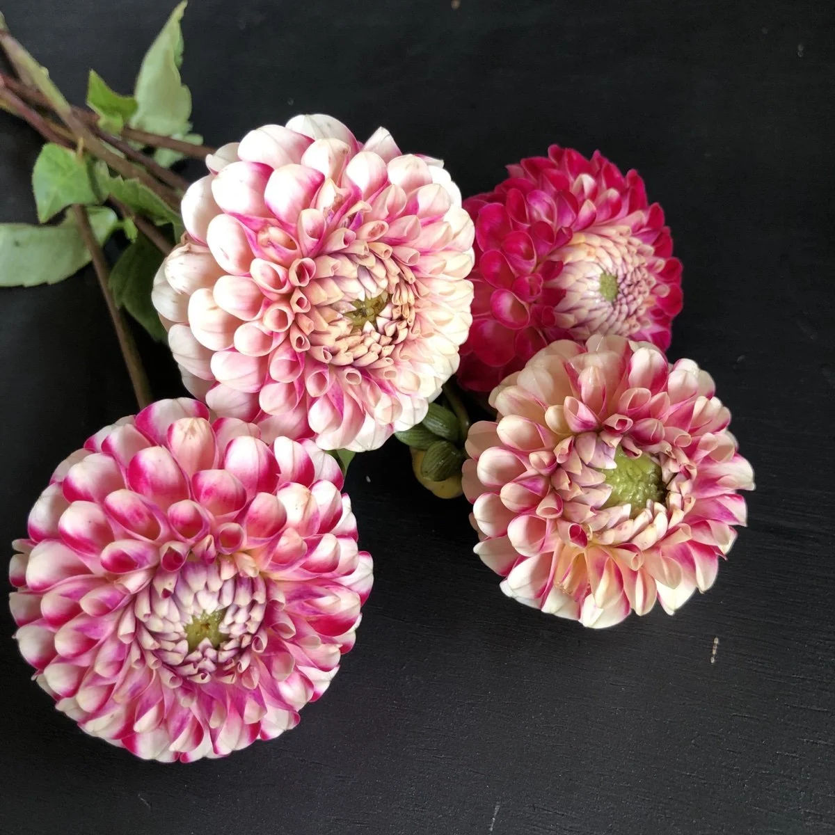 DAHLIA TUBERS — GOLDENROD GARDENS