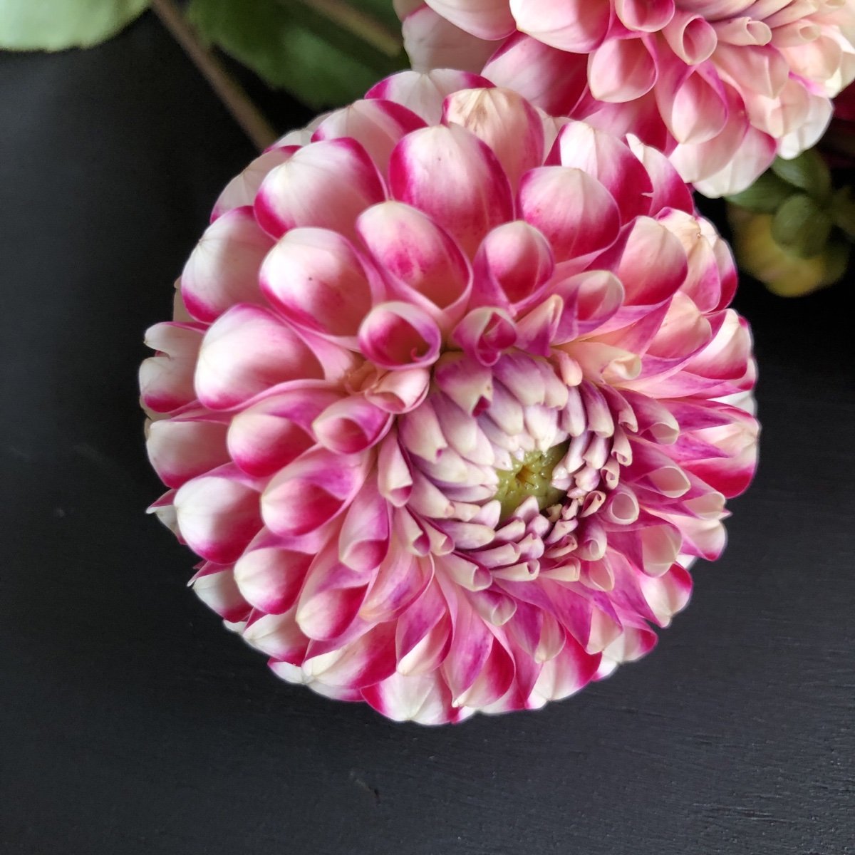 DAHLIA TUBERS — GOLDENROD GARDENS