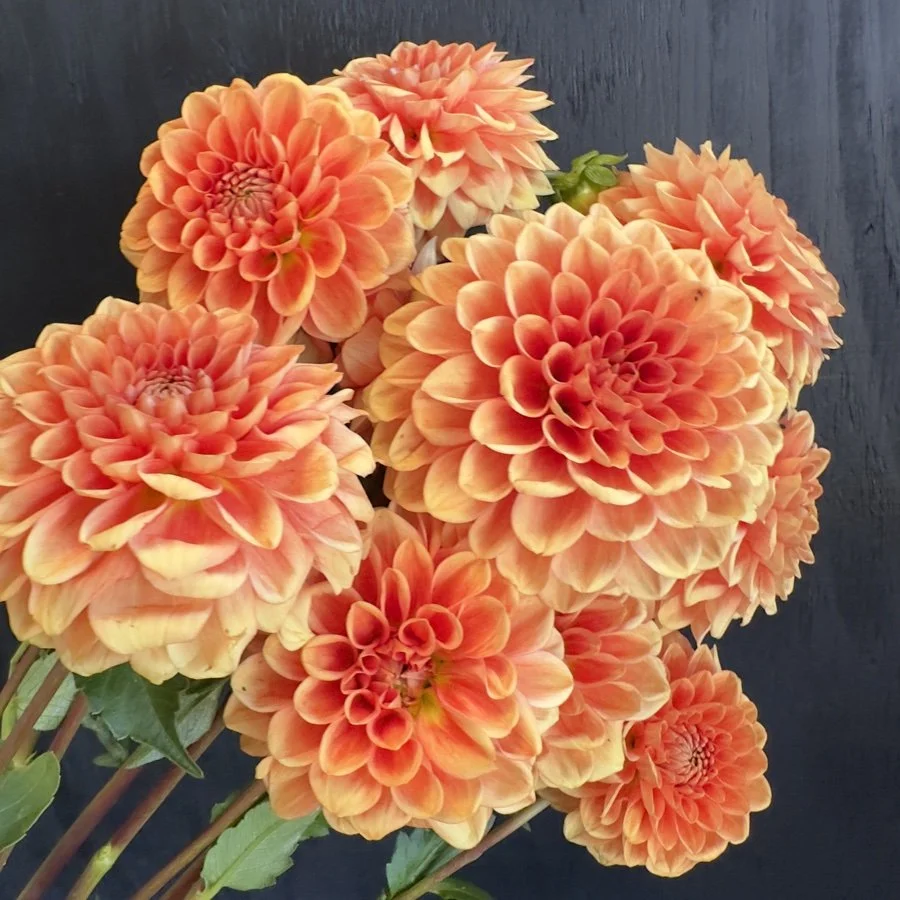 DAHLIA TUBERS — GOLDENROD GARDENS