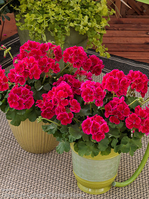 Zonal Geranium Colors