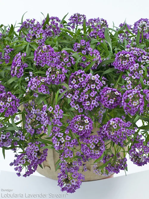 Lobularia Silver Stream