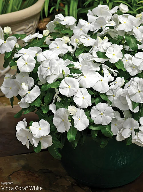 Vinca Flower Colors