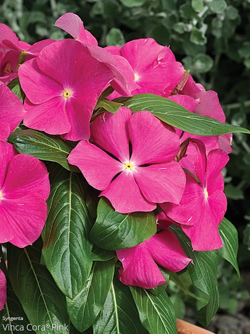 Vinca Flower Colors