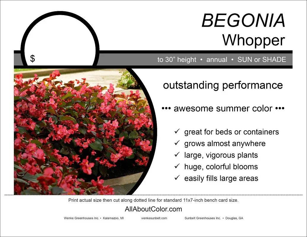 Begonia Whopper All About COLOR All About COLOR begonia-whopper-all-about-color-all-about-color