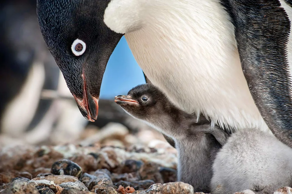 DOCUMENTARY REVIEW: Penguins — Every Movie Has a Lesson