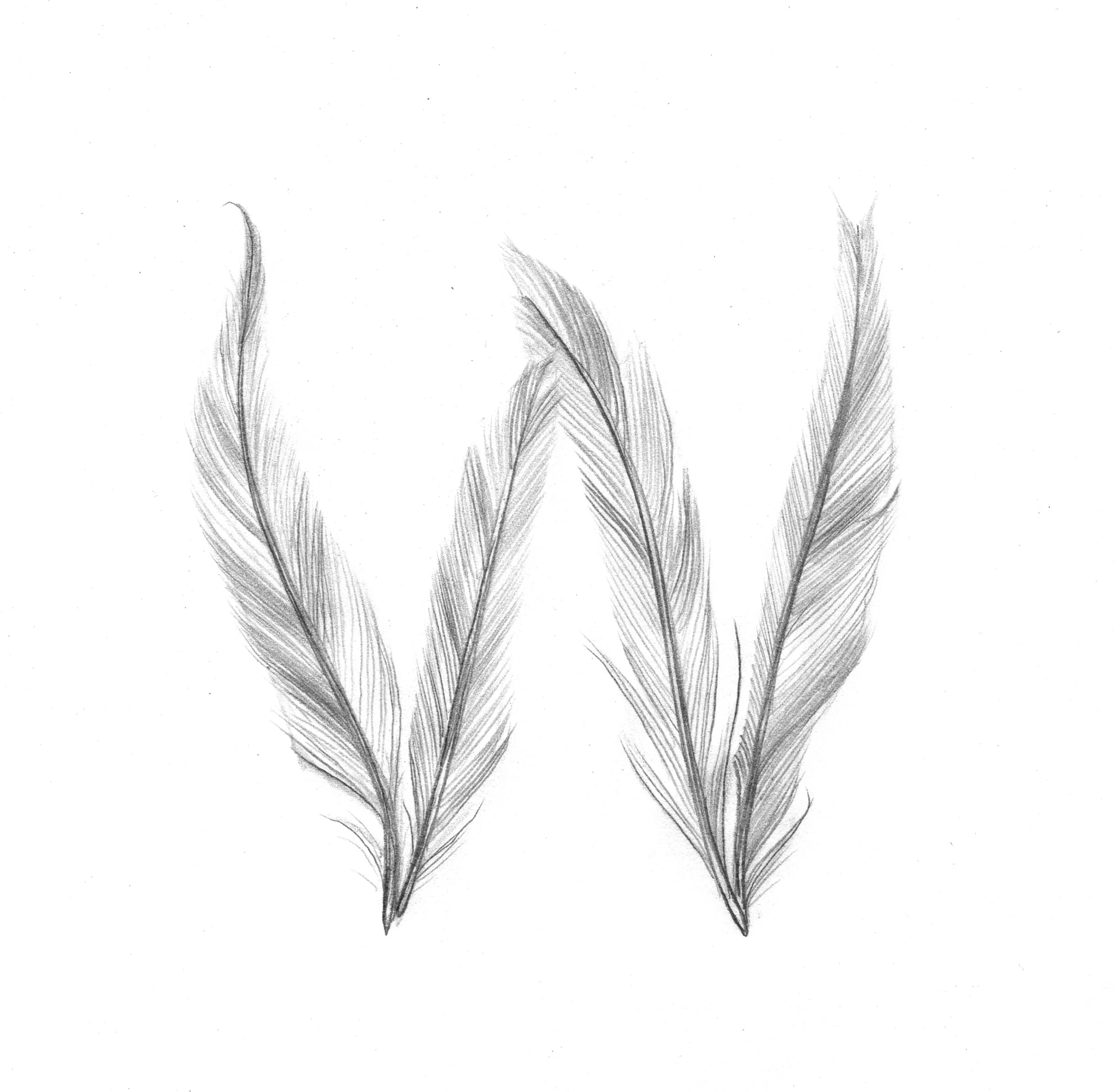 Illustration — Joanna Reynolds Design