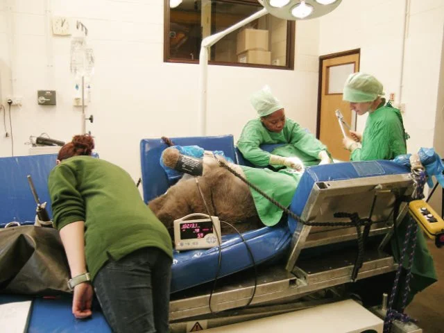 ENGINEERING: Veterinary Operating Table
