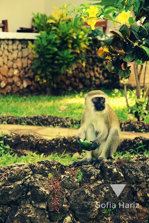 Portfolio — Sofia Hariz