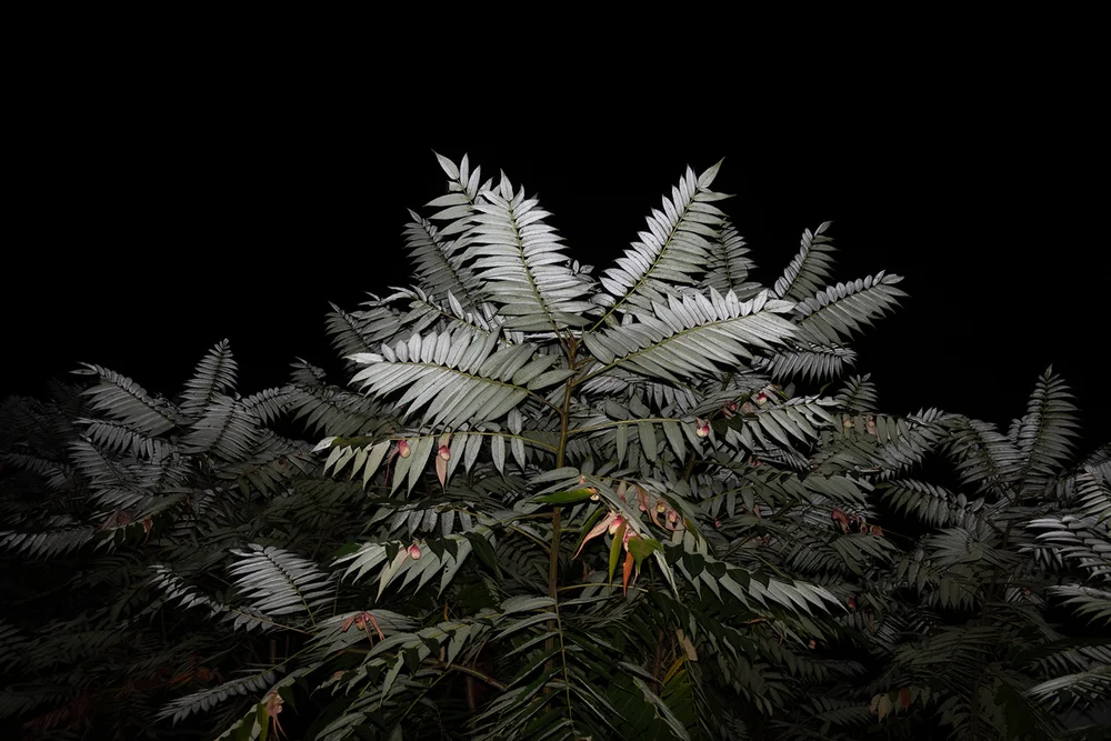 Xiaohan Li — Photo of the Day - Don't Take Pictures