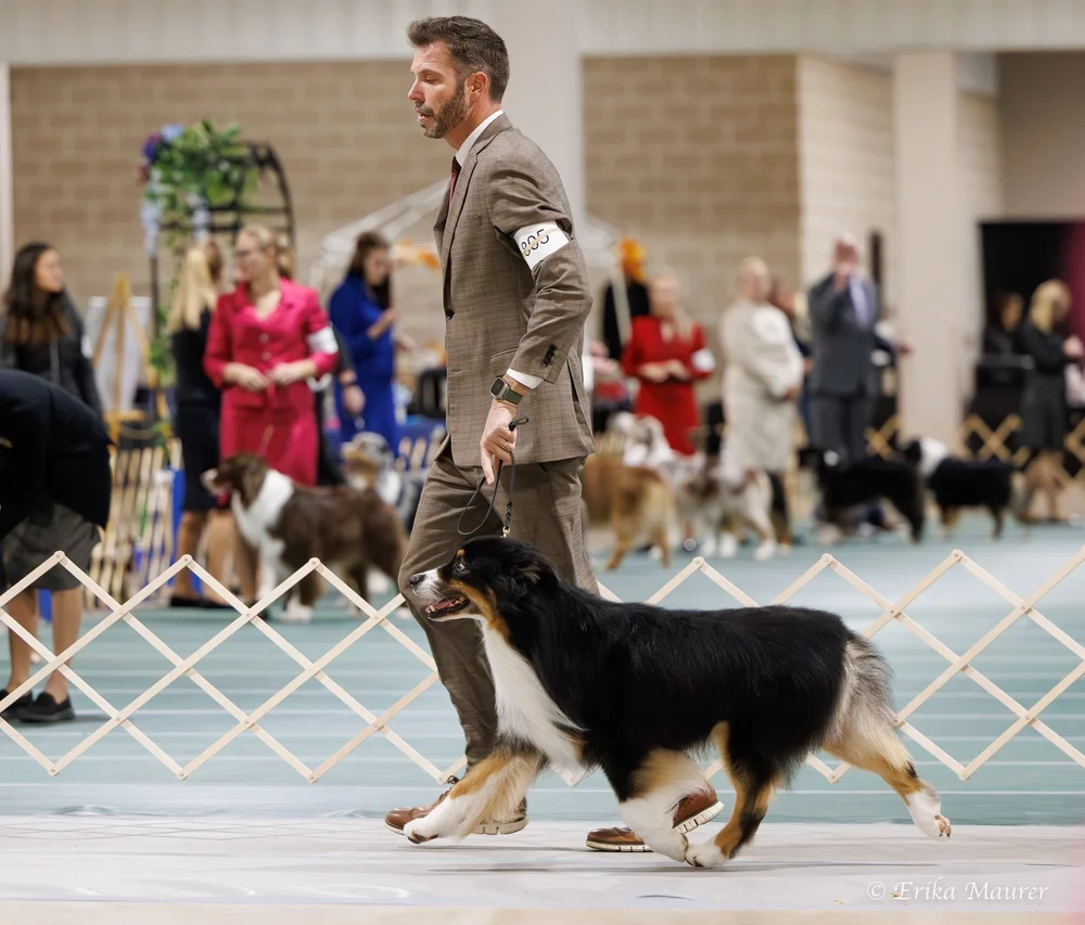 Rhett x Quasar — Slipstream Australian Shepherds