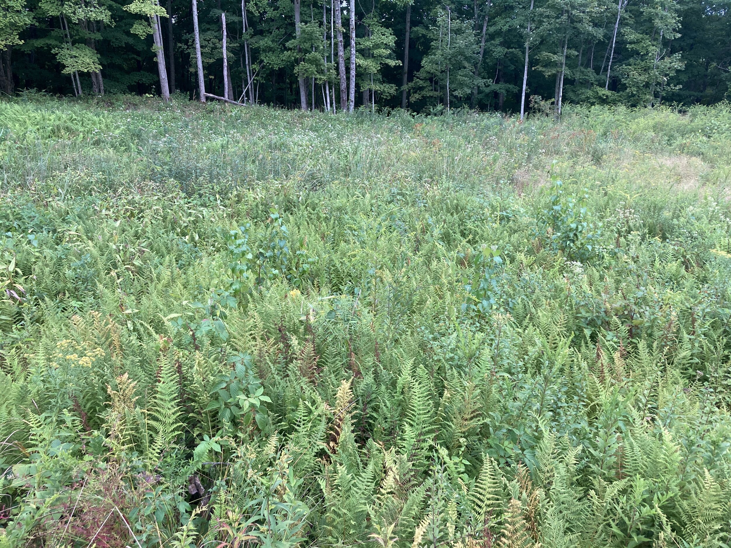 heather grimes gardens