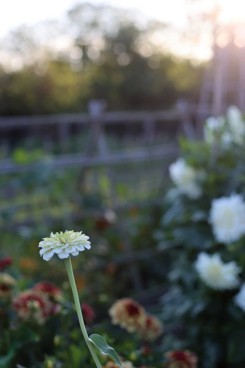 Provençal Chickpea Salad — Rabbit Hill Normandy