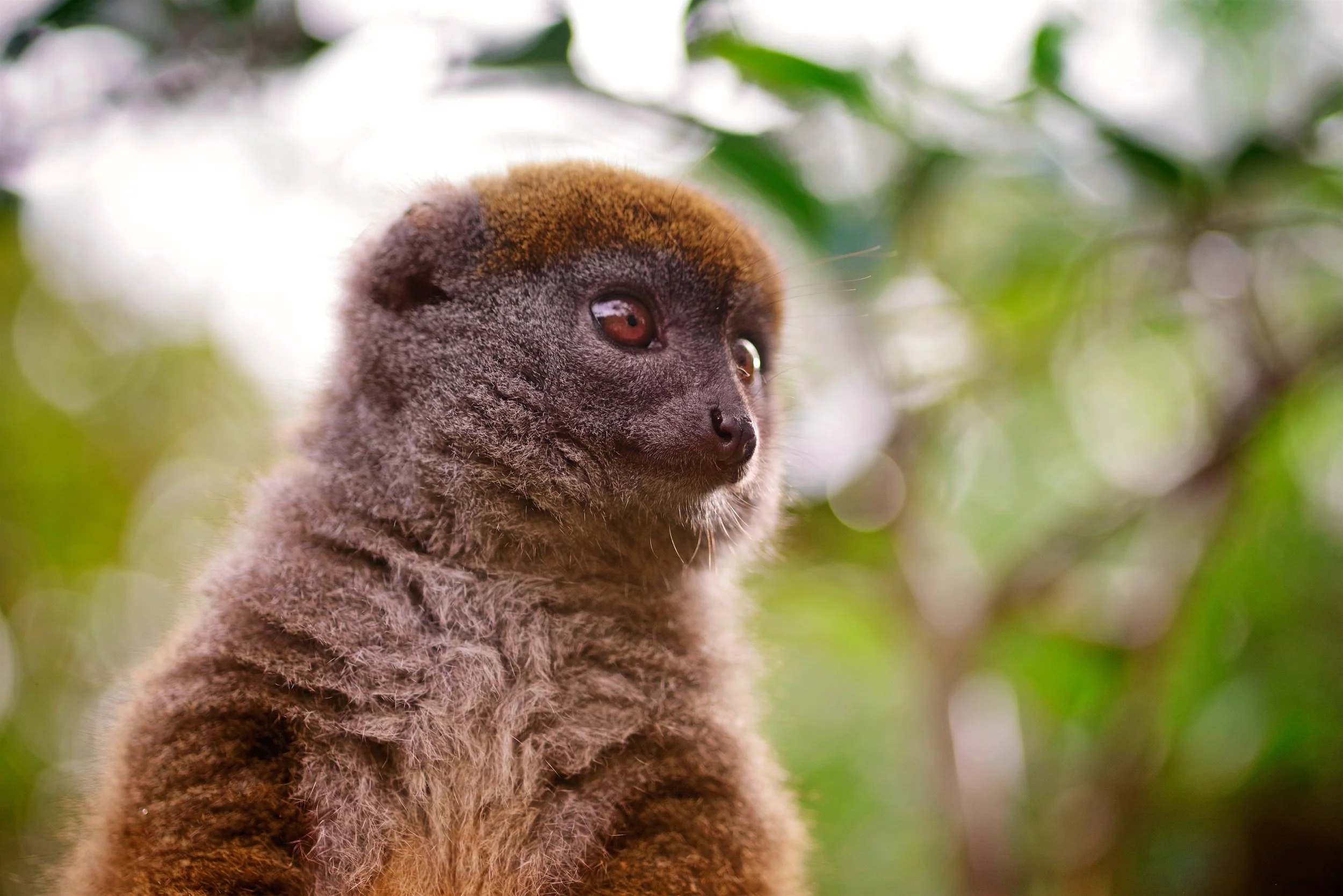 Wildlife in Central Madagascar — Steve Micallef Eynaud