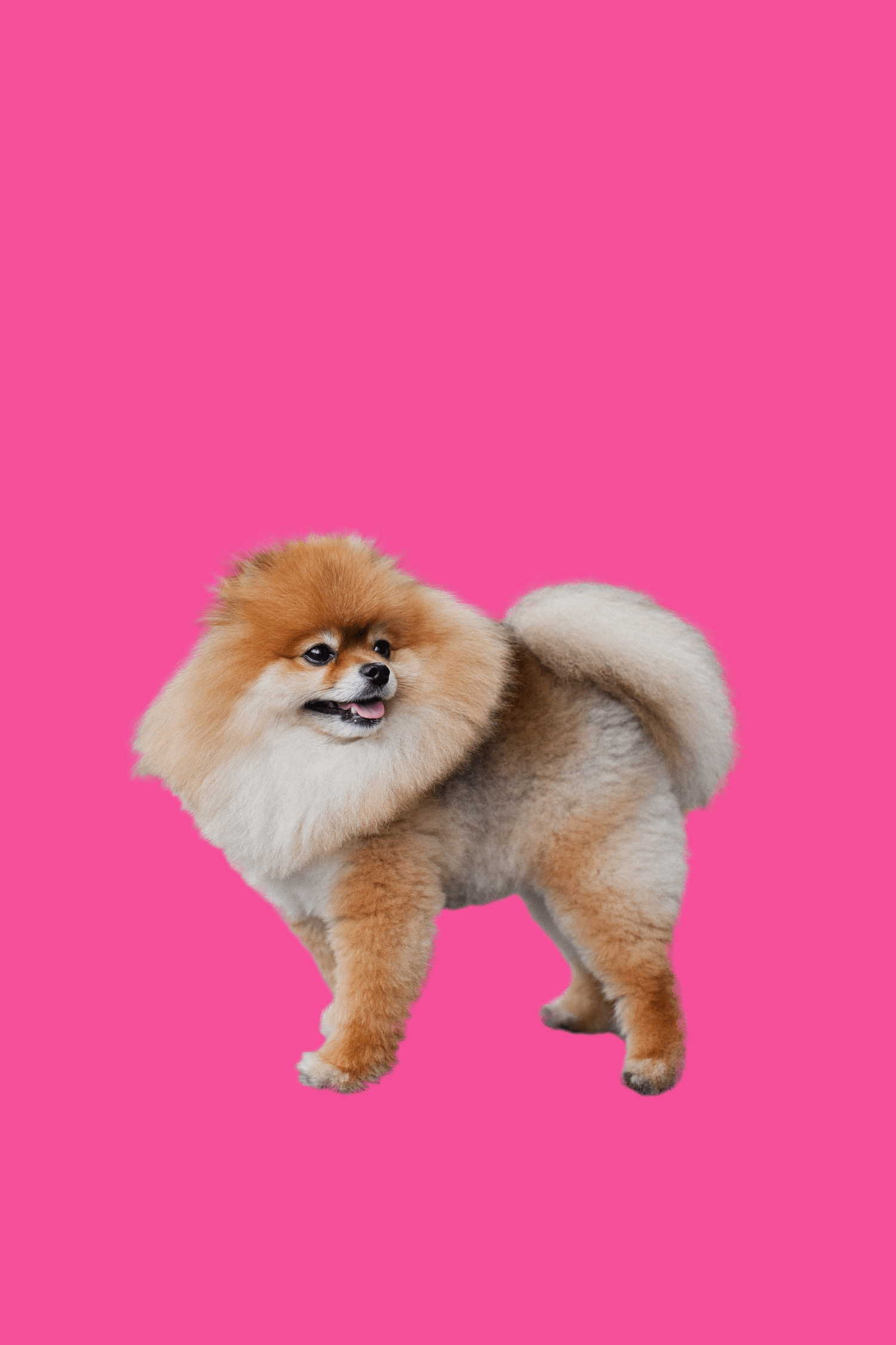 Sniff Dog Hotel