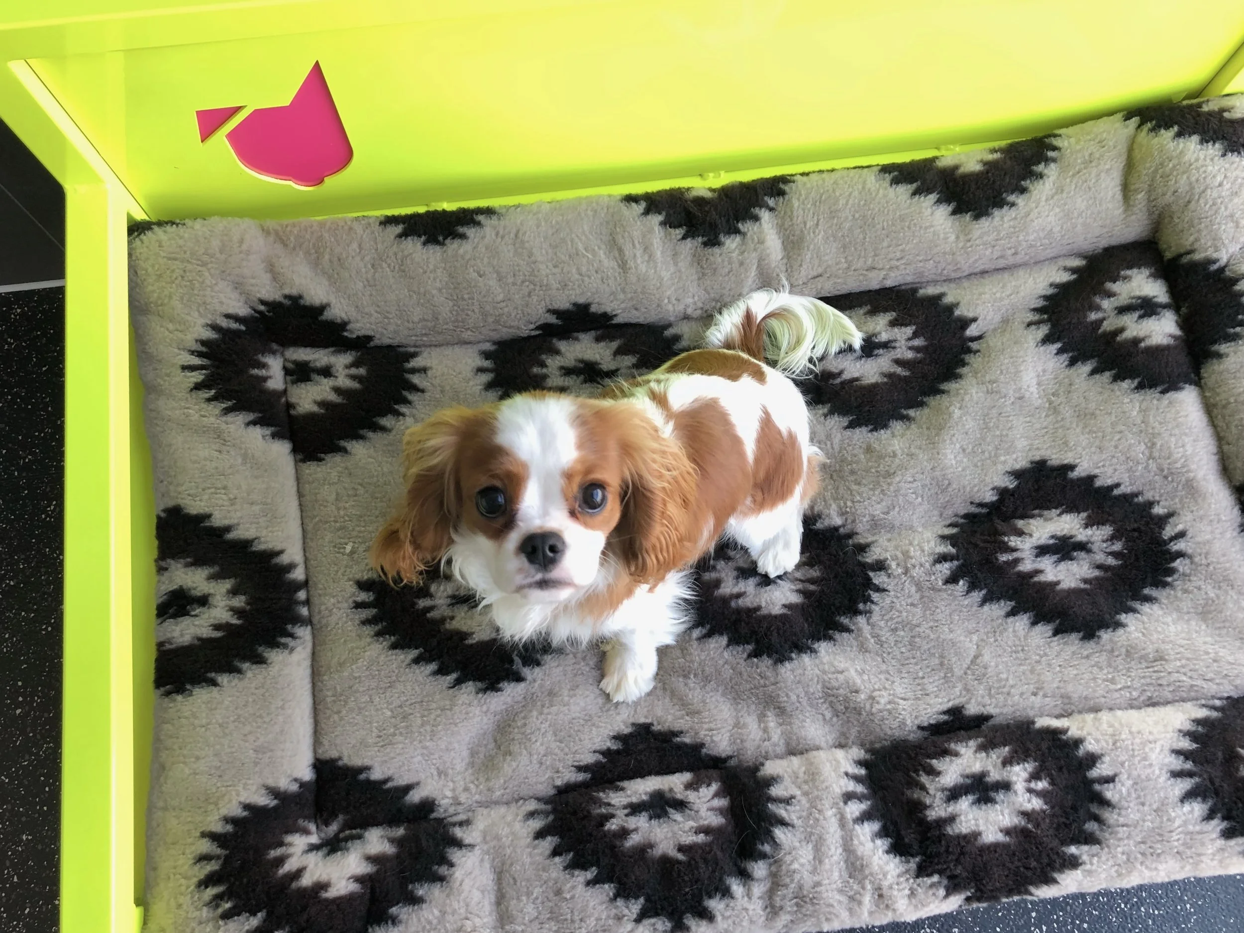 Beaverton — Sniff Dog Hotel